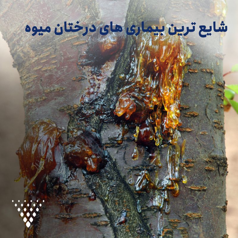 شایع‌ترین بیماری‌ های درختان میوه و راه‌های مقابله | شرکت پاژن طراح و ...